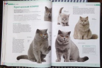 Книга: "Кошки. Самая полная иллюстрированная энциклопедия" - Дудникова ...